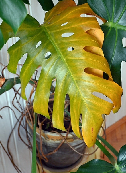 Blossom - Plant Disease Identification