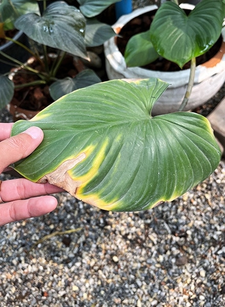 Blossom - Plant Disease Identification