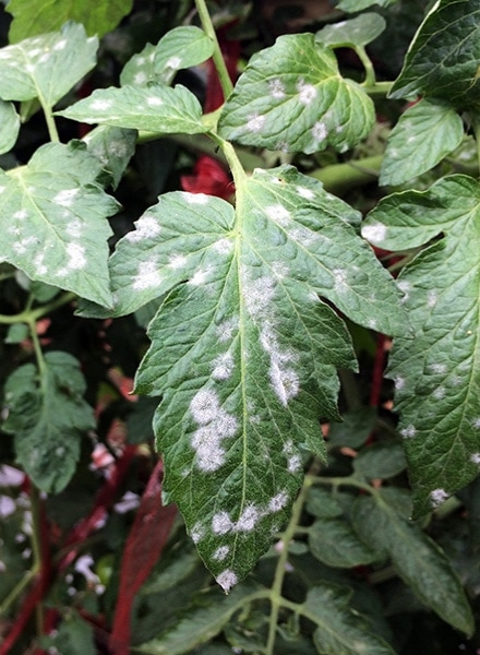 Blossom - Plant Disease Identification