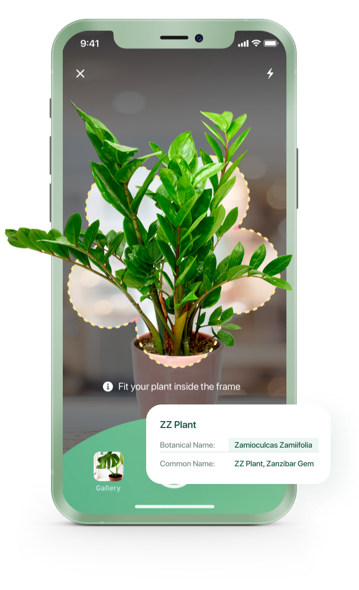 App To Identify Flowers And Plants Best Flower Site App To Identify Flowers And Plants Best Flower Site